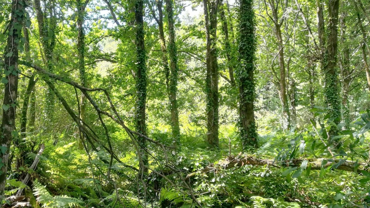 La libre évolution - Coordination Libre Evolution