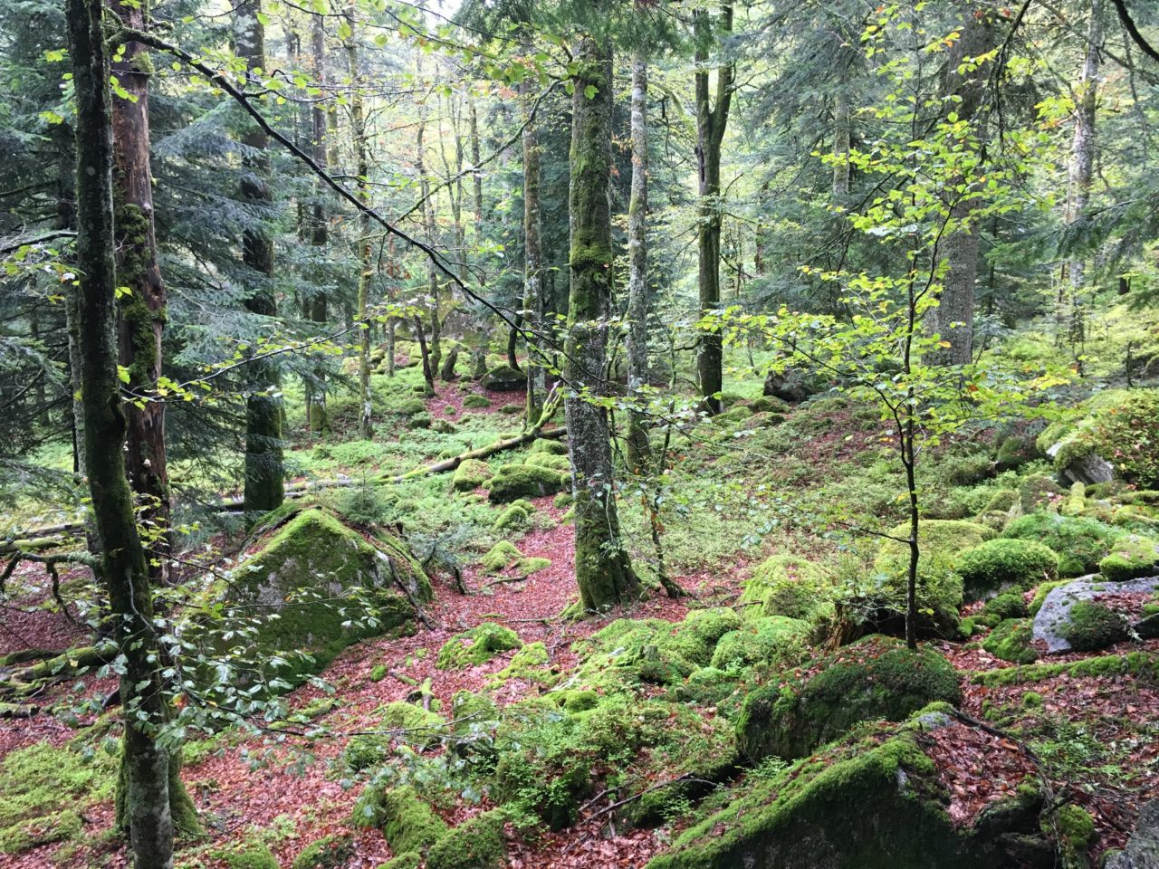 Galerie - Coordination Libre Evolution