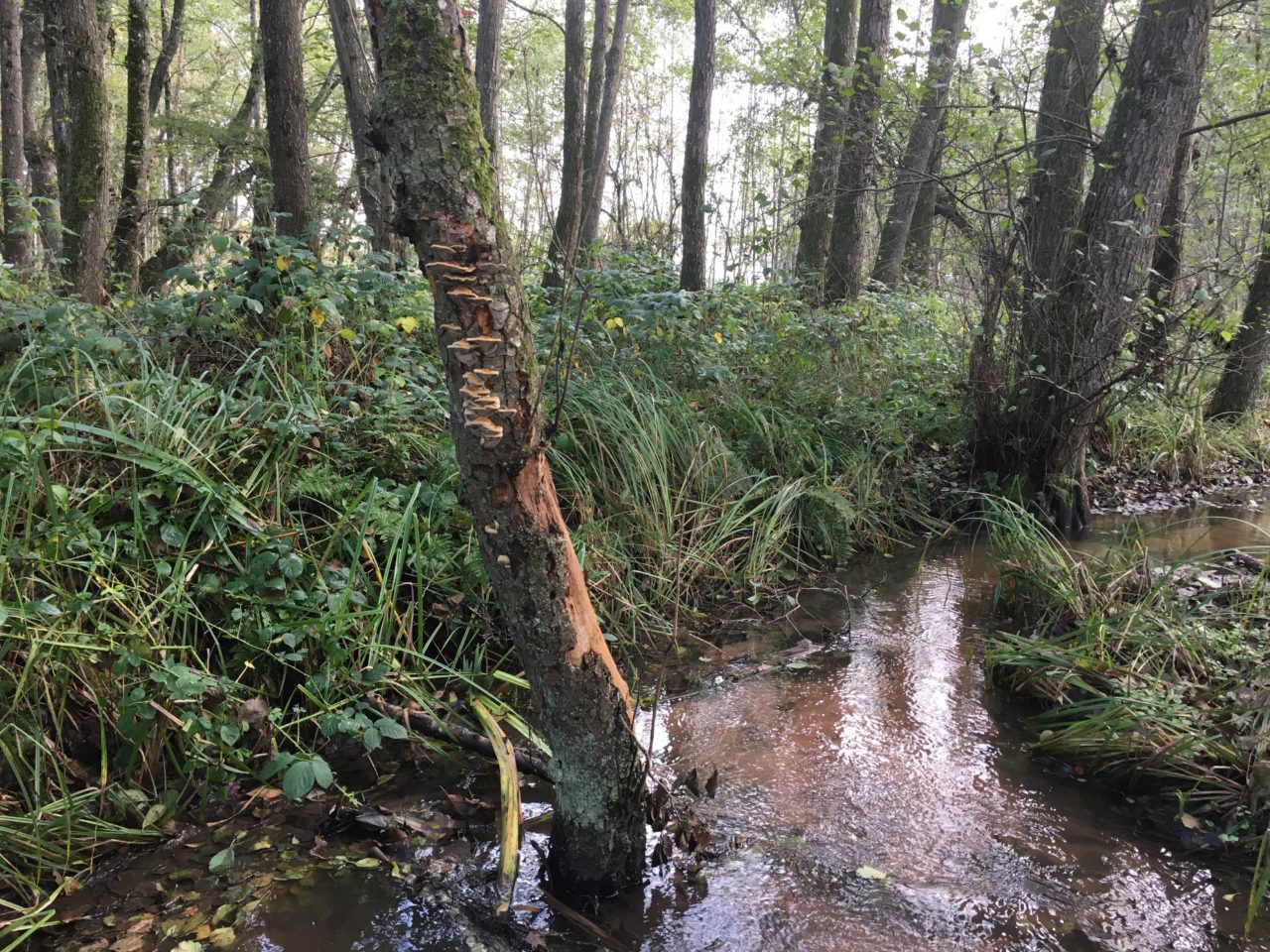 Galerie - Coordination Libre Evolution