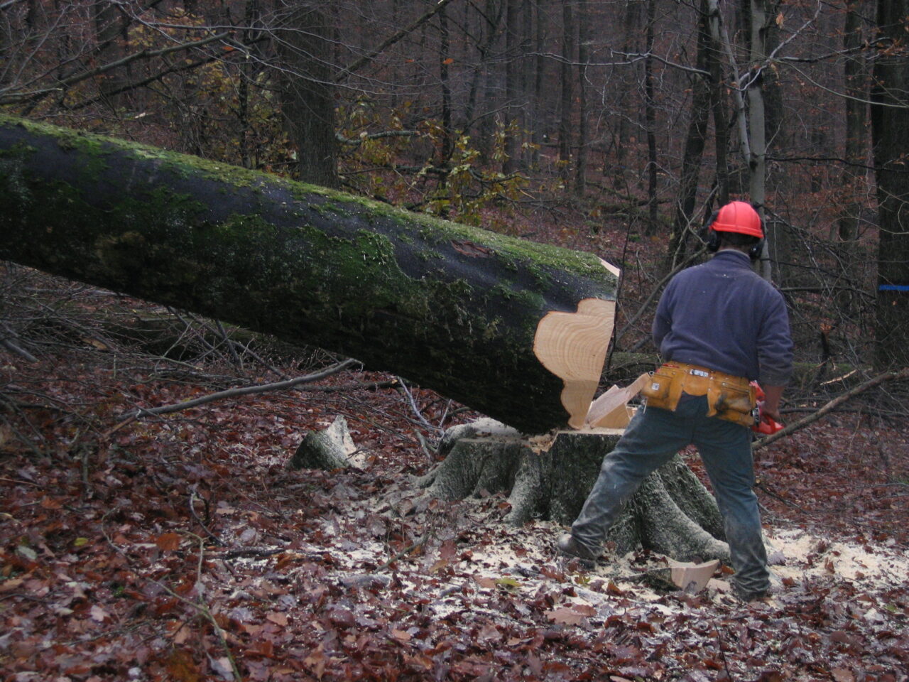 Procurer un véritable havre de paix au vivant - exigences de protection - Coordination Libre ...