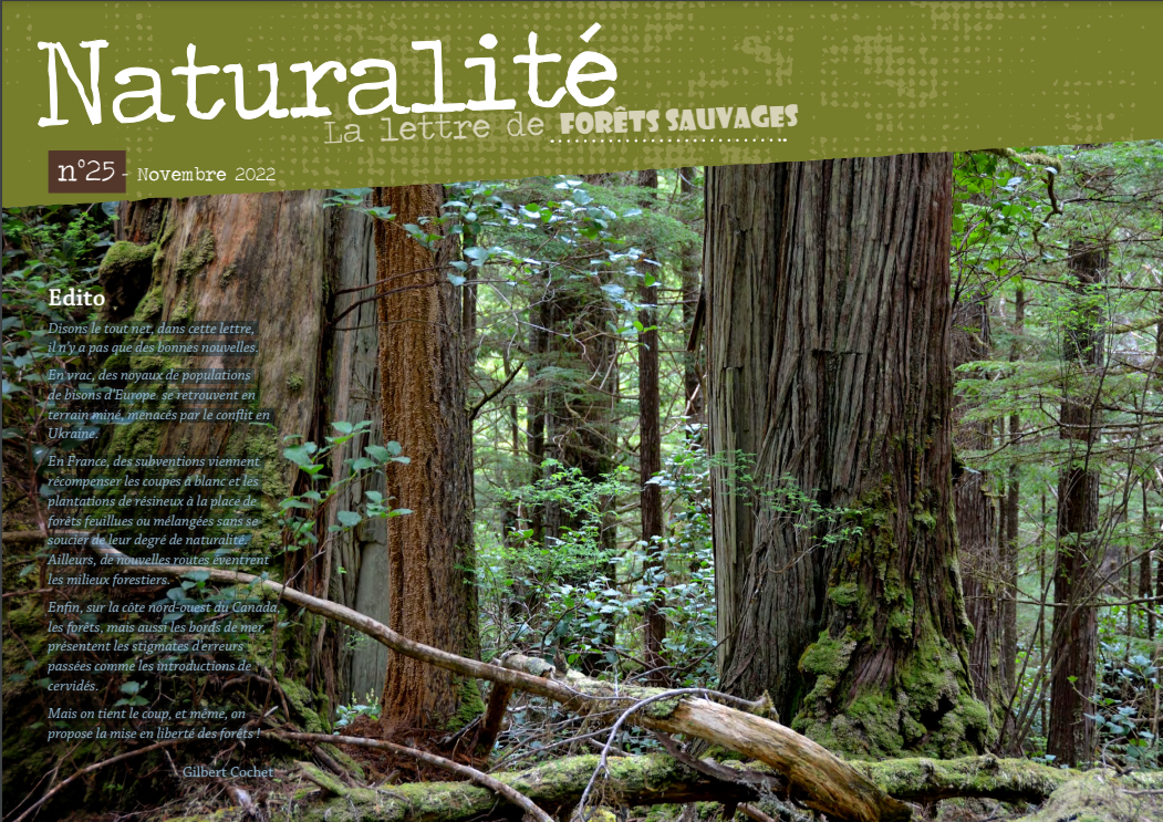 Le n°25 de Naturalité, la lettre de Forêts Sauvages dédiée à la libre évolution est parue ...