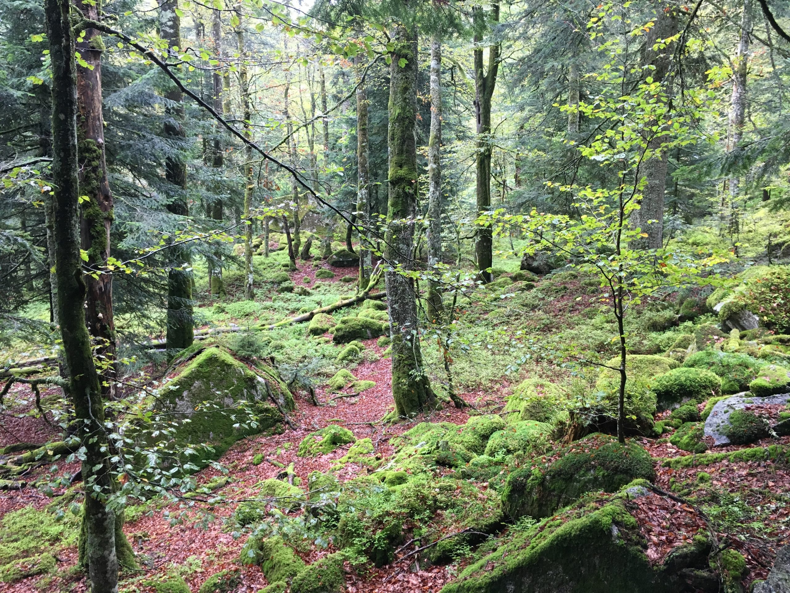 Accueil - Coordination Libre Evolution