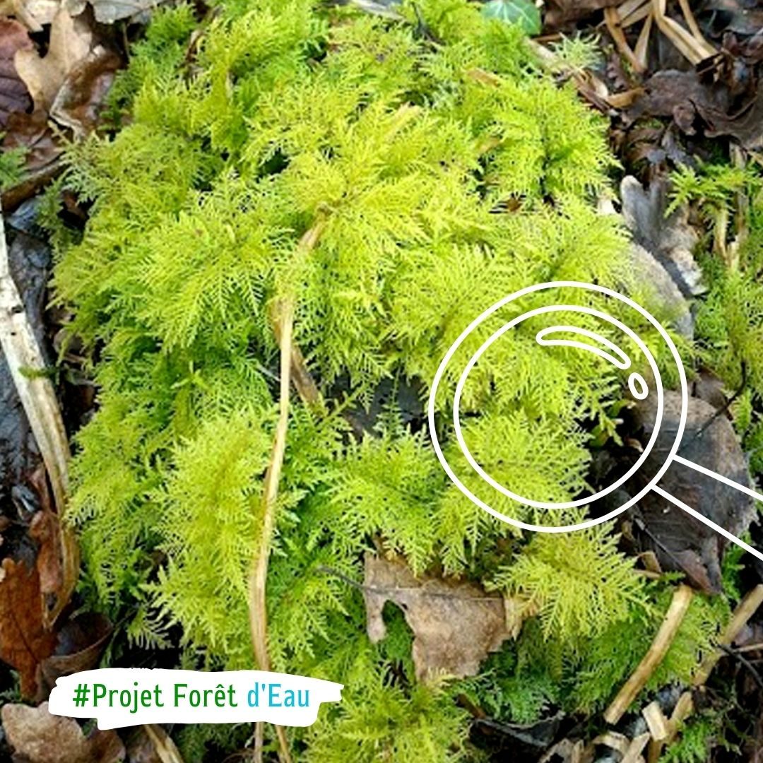 De nouvelles acquisitions de forêts en libre évolution pour ETATS SAUVAGES - Coordination Libre ...