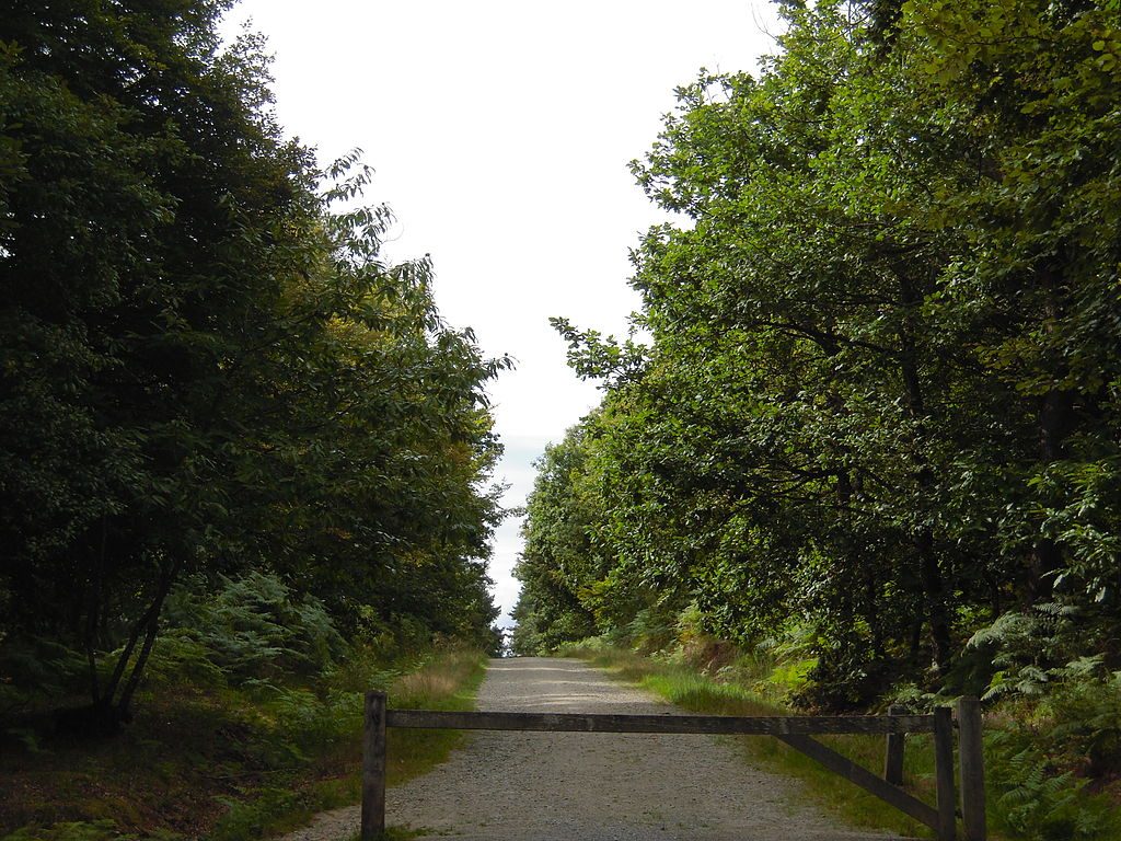 Nouvelle Réserve Biologique Intégrale en Bretagne : la Forêt de la Corbière - Coordination Libre ...