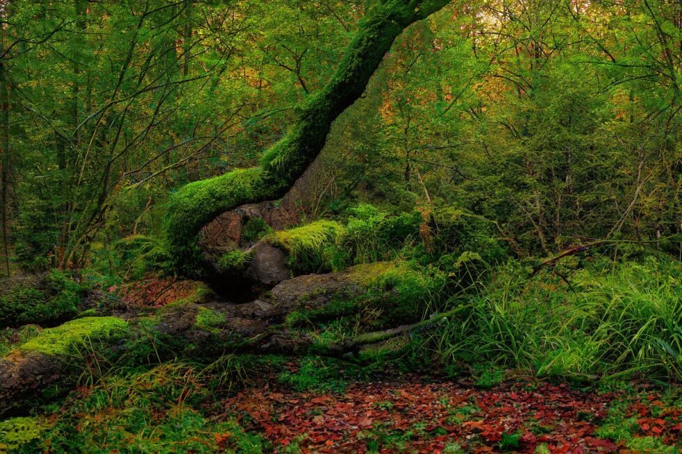 Le bois mort : un trésor essentiel pour la résilience de nos forêts wallonnes - Coordination ...